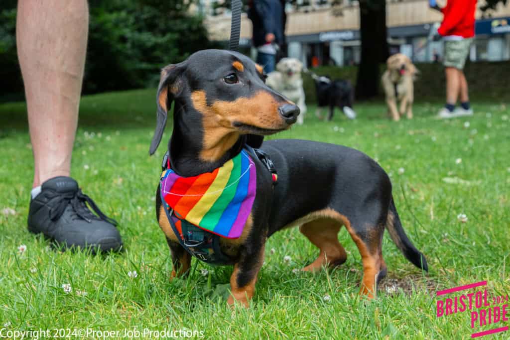Pride Dog Show 2024 Gallery - Bristol Pride